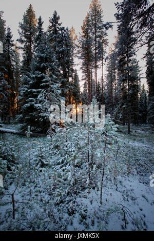 The low winter sun shines through tree trunks in a wintry forest Stock ...
