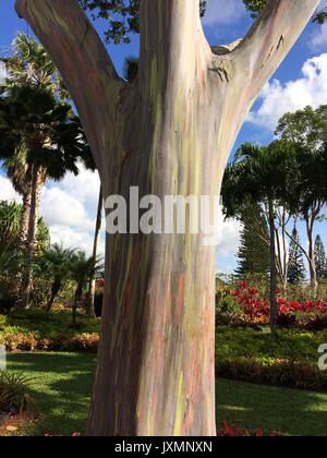 USA, Hawaii, Oahu, Rainbow eucalyptus Tree growing in forest Stock ...