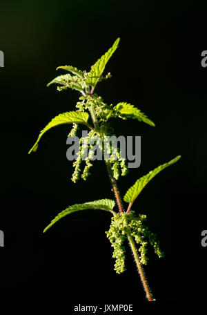 single common stinging nettle (Urtica dioica) isolated isolated on a ...