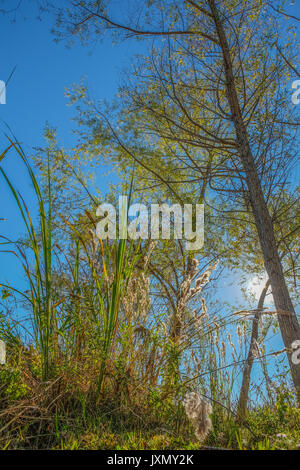 A low-angle shot of tall trees with green leaves in a forest during the ...