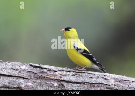 A male American Goldfinch perches on a white Zinnia flower in a garden ...