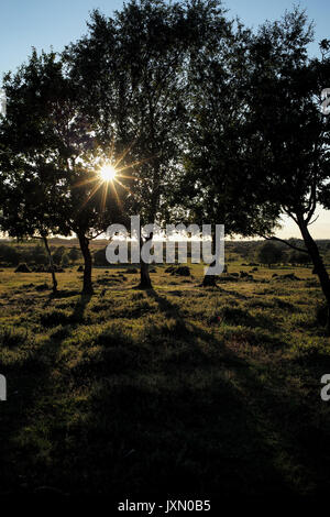 Silhouetted trees with a sun set behind Stock Photo - Alamy