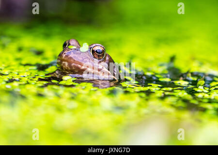 Common Frogs in a British garden pond Stock Photo - Alamy