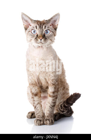 gray devon rex cat siting on white background and looking aside the ...
