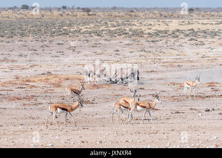 Two oryx (also called gemsbok), Oryx gazella, fighting in Northern ...