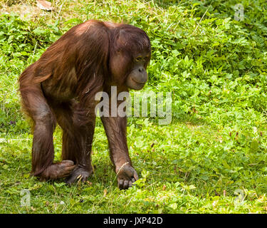 Bornean orangutan (Pongo pygmaeus) Model Release: No. Property Release ...