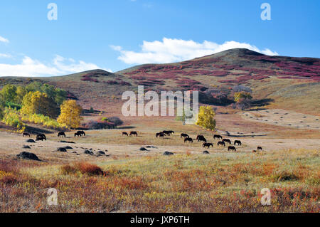 Bashang autumn of Hebei Province in China Stock Photo - Alamy