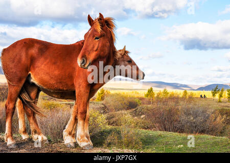 Bashang autumn of Hebei Province in China Stock Photo - Alamy