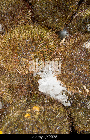 Chilean red sea urchin (Loxechinus albus) on shallow waters in the ...