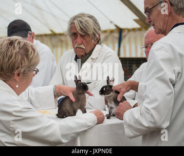 Rabbit judging at Southern Agricultural Show Stock Photo - Alamy