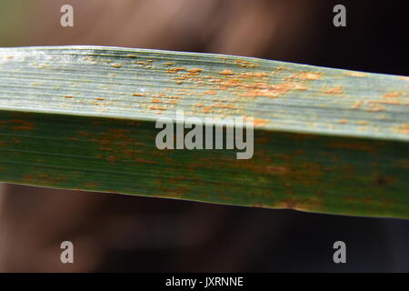 Oat crown rust, Puccinia coronata, on oats flag leaf Stock Photo - Alamy