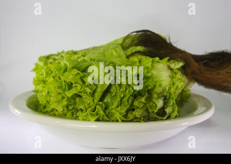 Hydroponic lettuce rotten. Food with expired expiration date. Lettuce ...