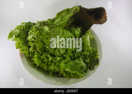 Hydroponic lettuce rotten. Food with expired expiration date. Lettuce ...