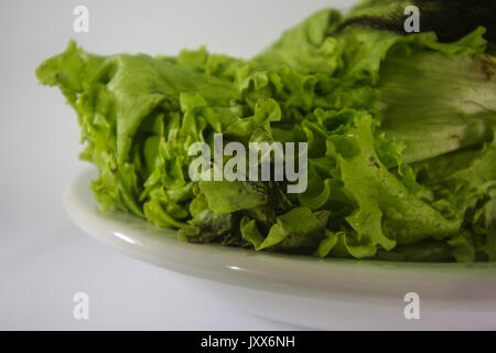 Hydroponic lettuce rotten. Food with expired expiration date. Lettuce ...