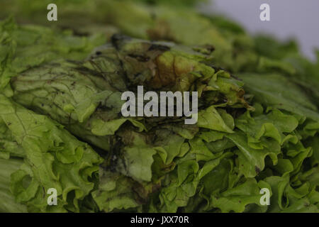 Hydroponic lettuce rotten. Food with expired expiration date. Lettuce ...