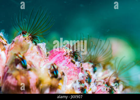 red barnacles with feathery food-catching appendages. closeup Stock ...