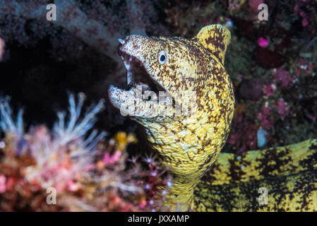 Kidako moray. Scientific name:Gymnothorax kidako (Temminck Stock Photo ...