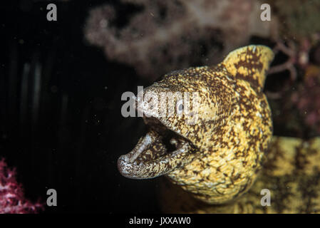 Brutal moray Scientific Name ／ Gymnothorax kidako (Temminck and ...