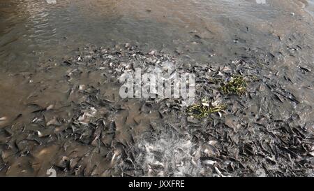 Dirty Water Fish in the Chao Phraya River Boat Wat Pier Bangkok ...