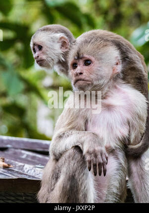 Baby monkey clings to head of mother Stock Photo - Alamy