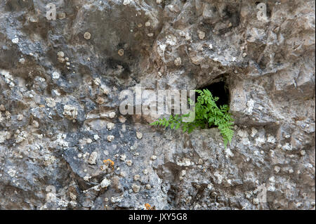 Limestone Fern growing in a cliff face Stock Photo - Alamy