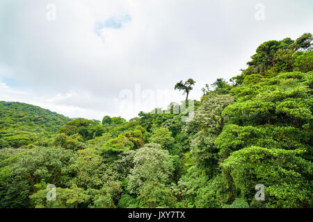 Lush rainforest canopy Monteverde Costa Rica Stock Photo - Alamy