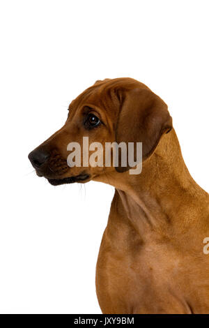 Rhodesian Ridgeback, 3 Months old Pup against White Background Stock ...