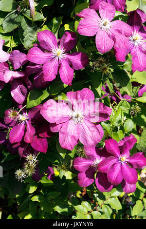 Clematis Voluceau flowering climbing plant in Wiltshire England UK EU ...