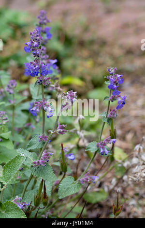 Blue flowers on the short flower spikes of the compact dwarf catmint ...