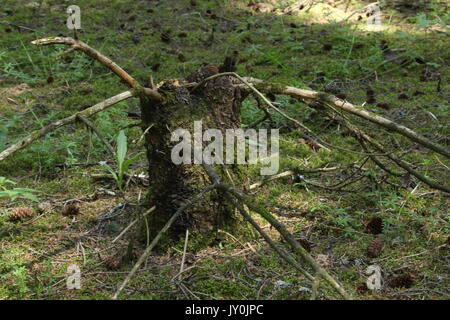 This is a super awesome looking tree stump! Stock Photo - Alamy