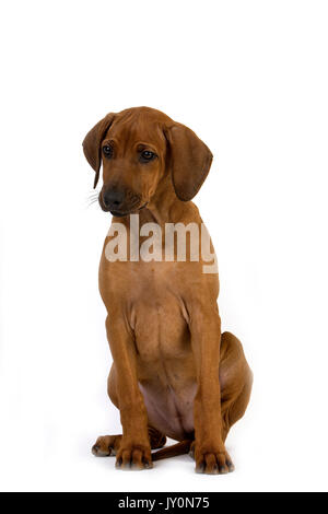 Rhodesian Ridgeback Dog, 3 Months old Pup sitting against White ...