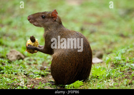 A Central American agouti, eating some fruit, Rainforest, Gamboa ...