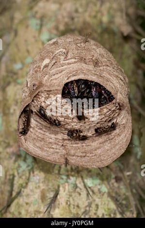 Paper Wasp Nest Panama Stock Photo - Alamy