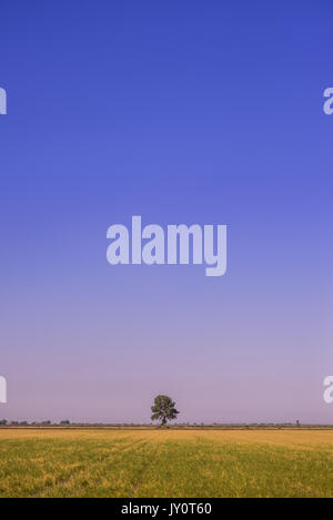 Delta del Ebro Ebre sunset in Deltebre of Tarragona at Catalonia spain ...