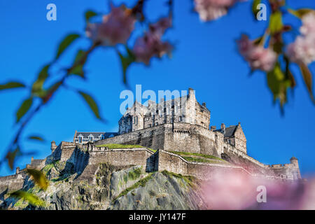 Edinburgh castle with spring tree in Scotland Stock Photo - Alamy