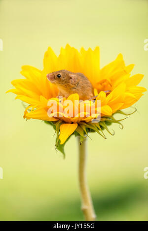 Harvest mouse on sunflower Stock Photo - Alamy