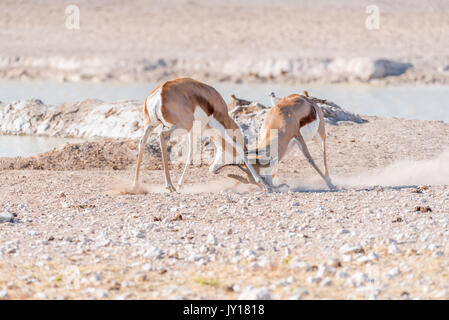 Two springbok rams, (Antidorcas marsupialis), fighting at a waterhole ...