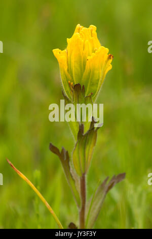 Golden indian paintbrush (Castilleja levisecta) with Rosy plectritis ...