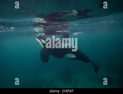Mammal Orca Killer Whale Fish Stock Photo - Alamy