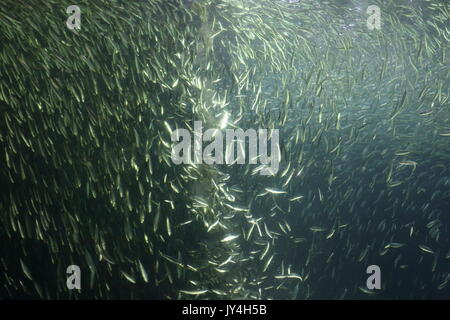 A school of Japanese sardine or Japanese pilchard (Sardinops ...