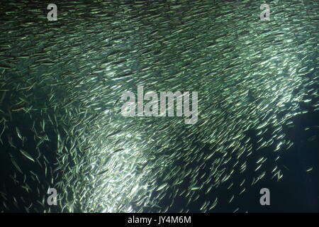 A school of Japanese sardine or Japanese pilchard (Sardinops ...