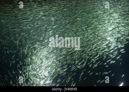 A school of Japanese sardine or Japanese pilchard (Sardinops ...
