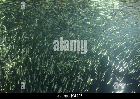 A school of Japanese sardine or Japanese pilchard (Sardinops ...