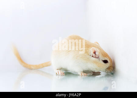 Fluffy small rodent - gerbil on white background Stock Photo - Alamy