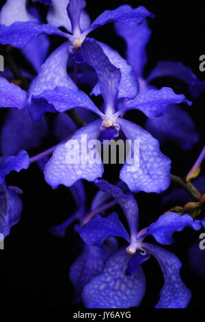 Orchid 'Vanda Blue Magic' Stock Photo - Alamy
