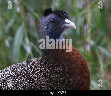 Argusianus argus,Argusfasan,great argus Stock Photo - Alamy