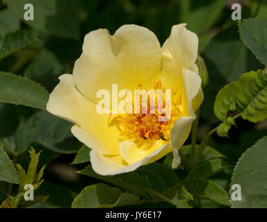 Rose (Rosa 'Golden Wings') flowers Stock Photo - Alamy