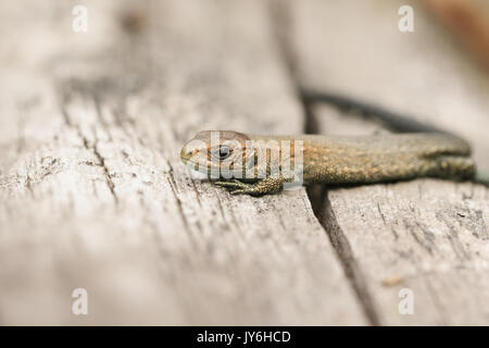 Cute Baby Lizard Stock Photo - Alamy