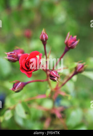 ruby flower carpet rose Stock Photo - Alamy