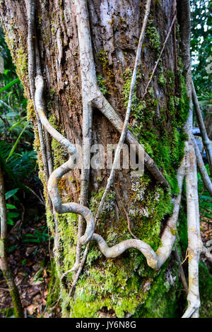 twisted vine from root of a tree in a rainforest Stock Photo - Alamy